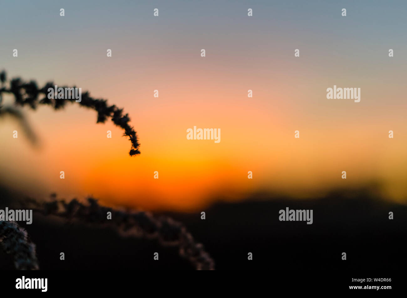 field flowers in contrast with sunset in high contrast Stock Photo - Alamy