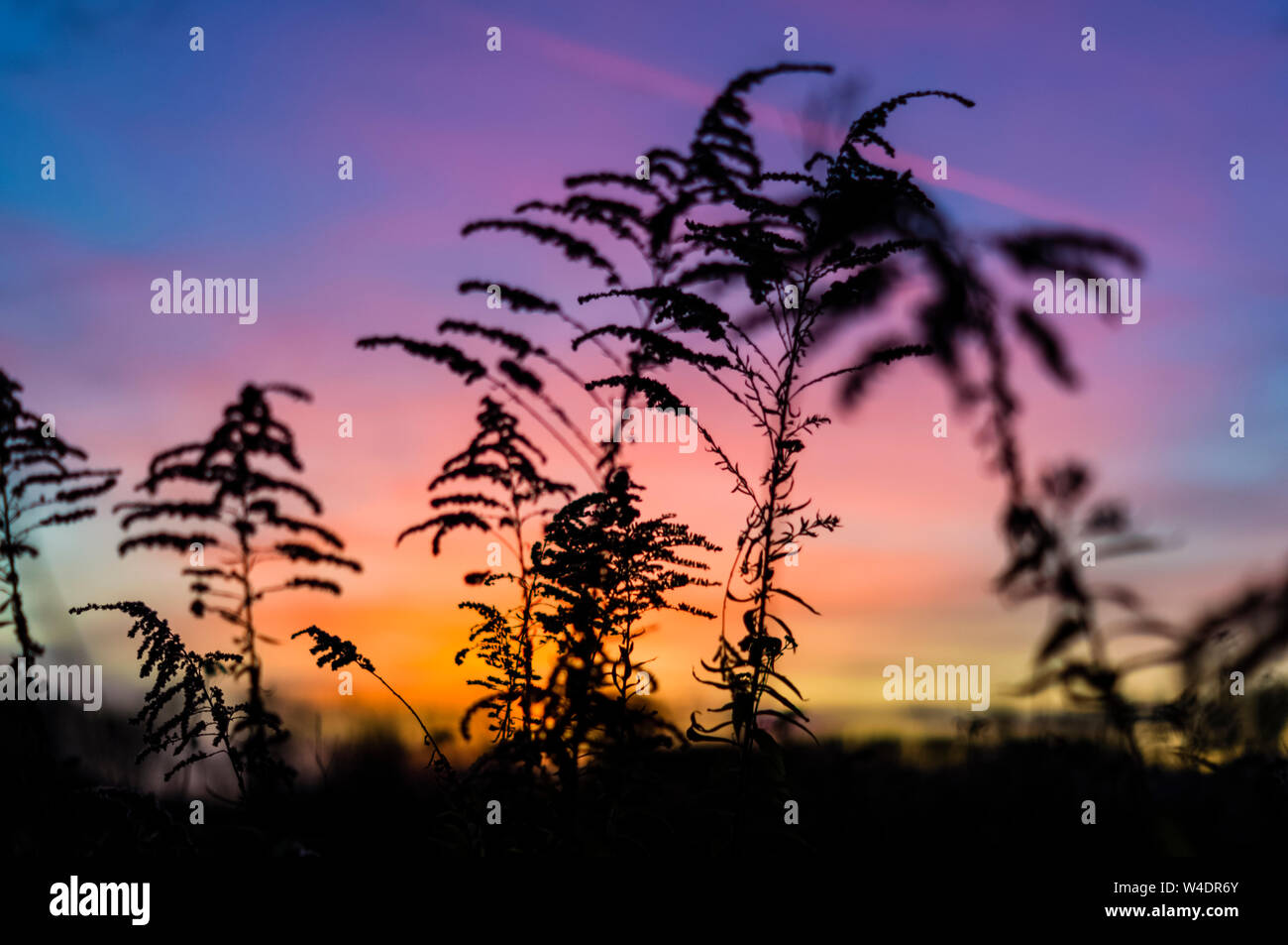 field flowers in contrast with sunset in high contrast Stock Photo - Alamy