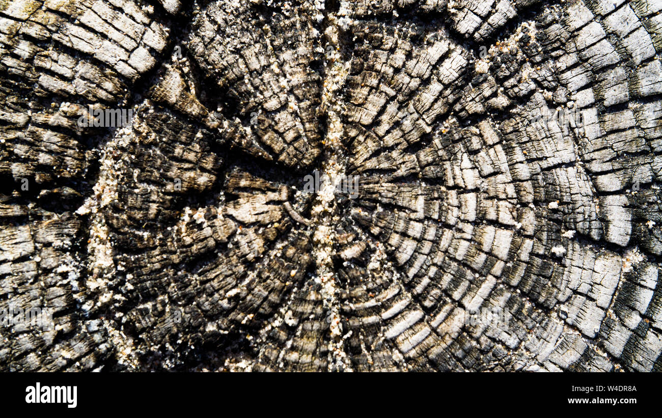 Weathered plant material hi-res stock photography and images - Alamy