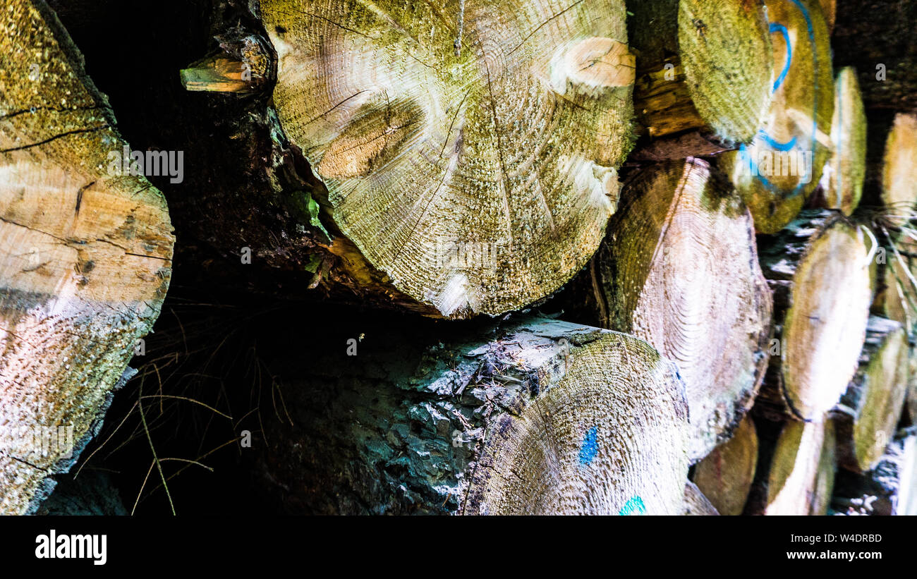 Roundwood forest hi-res stock photography and images - Alamy