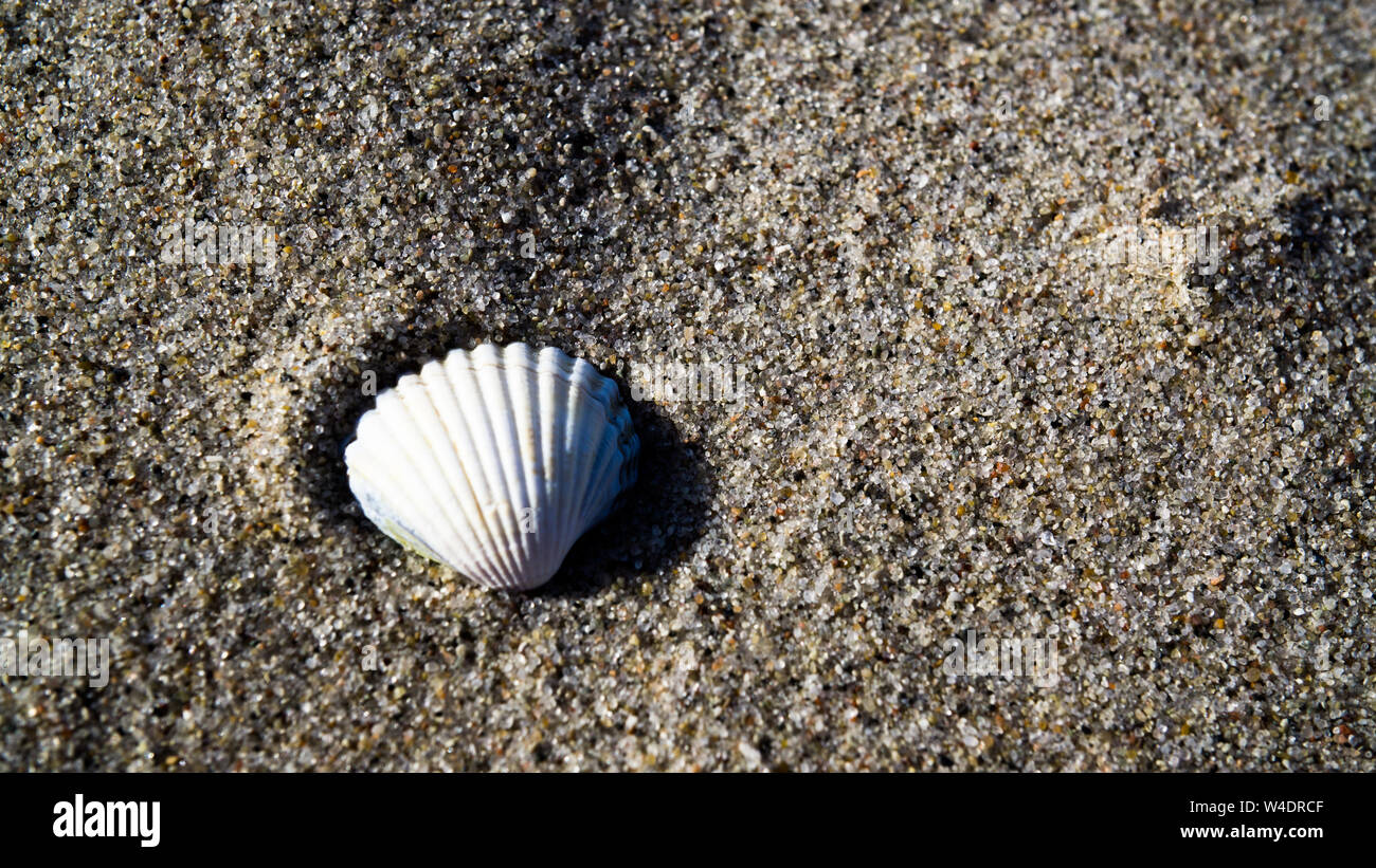 Mussel shell texture hi-res stock photography and images - Alamy