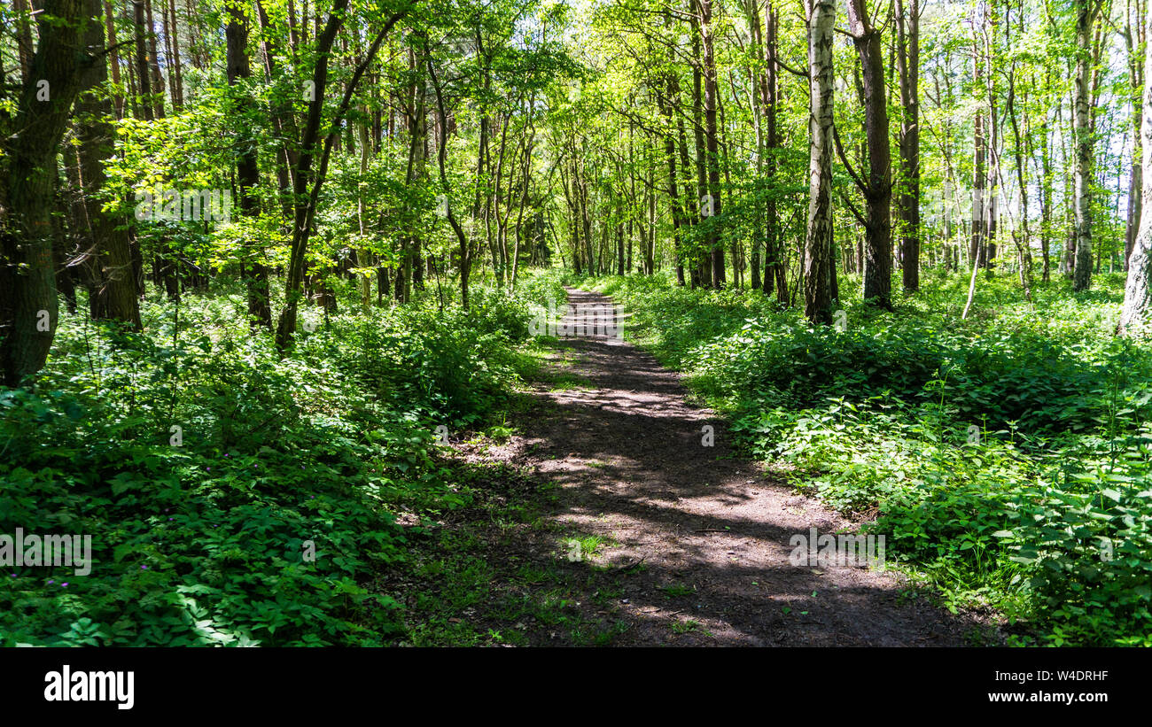 path through the forest - landscape Stock Photo - Alamy