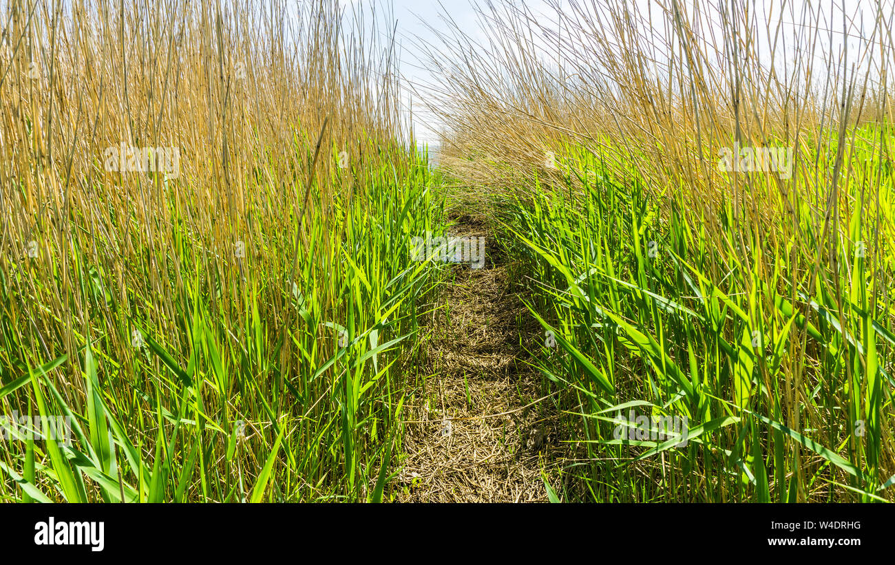 Reed pathway hi-res stock photography and images - Alamy