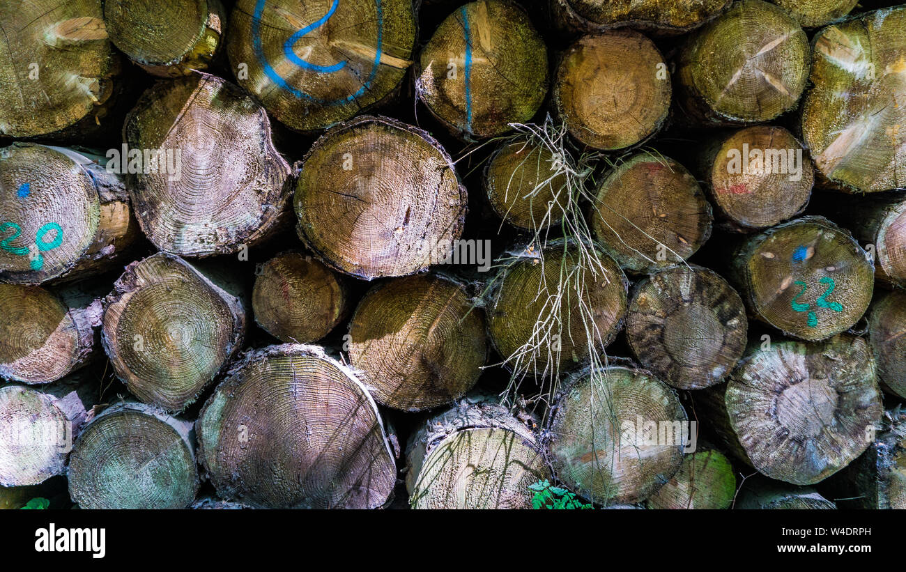 Roundwood forest hi-res stock photography and images - Alamy
