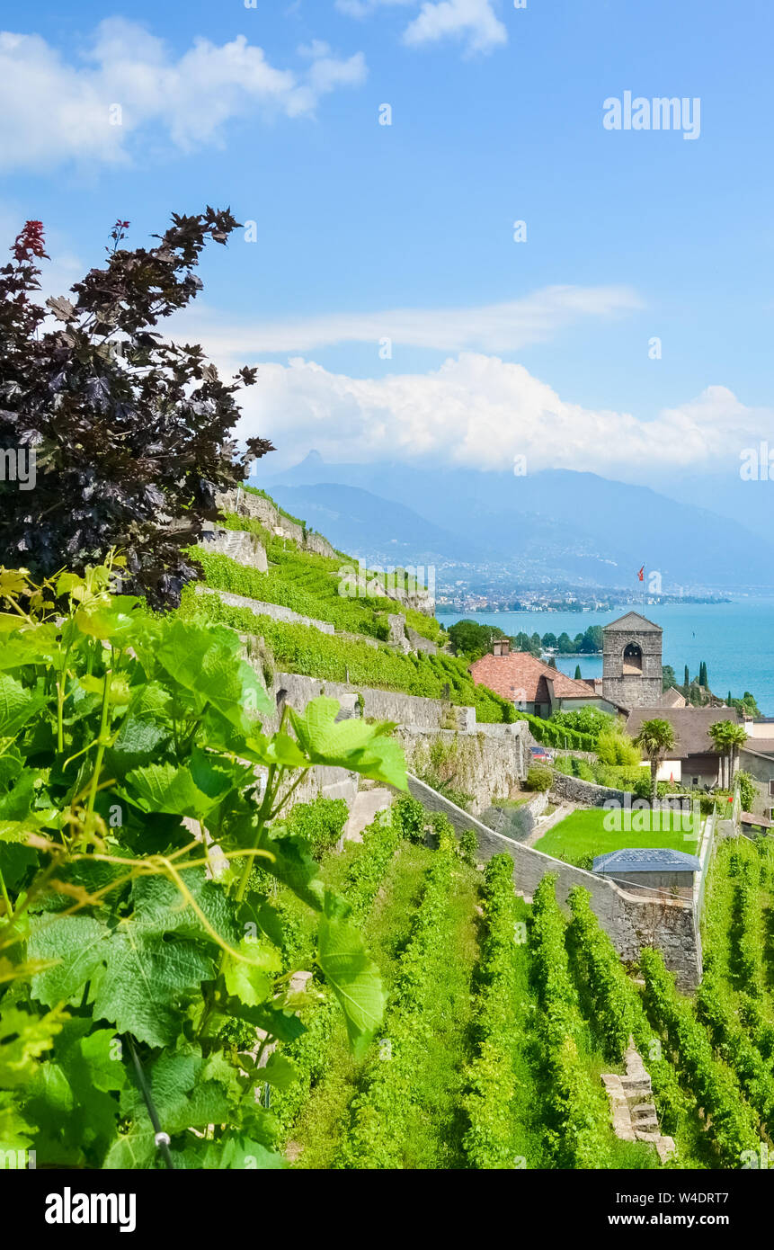 Vertical photography of terraced vineyards on slopes by Geneva Lake in ...
