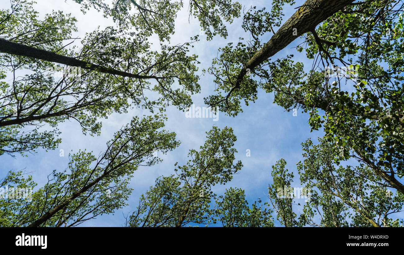 Forest treetop hi-res stock photography and images - Alamy