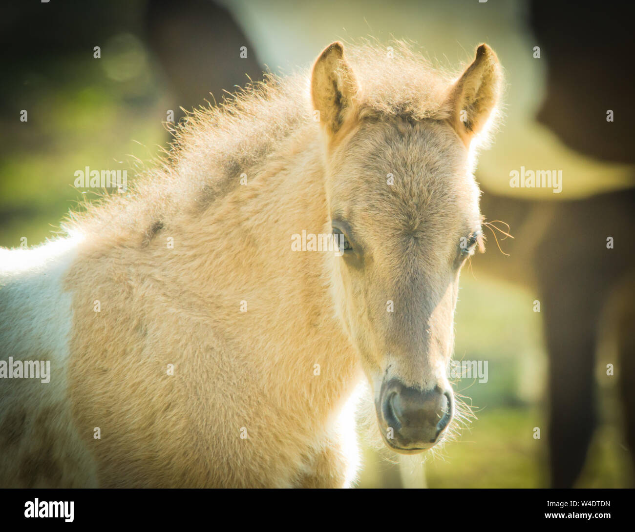 A beautiful newborn foal is looking directly into the camera. It`s ...