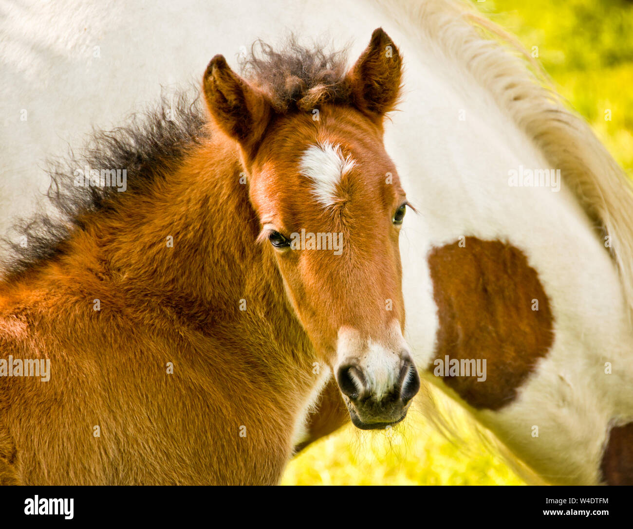 A beautiful newborn foal is looking directly into the camera. It`s ...