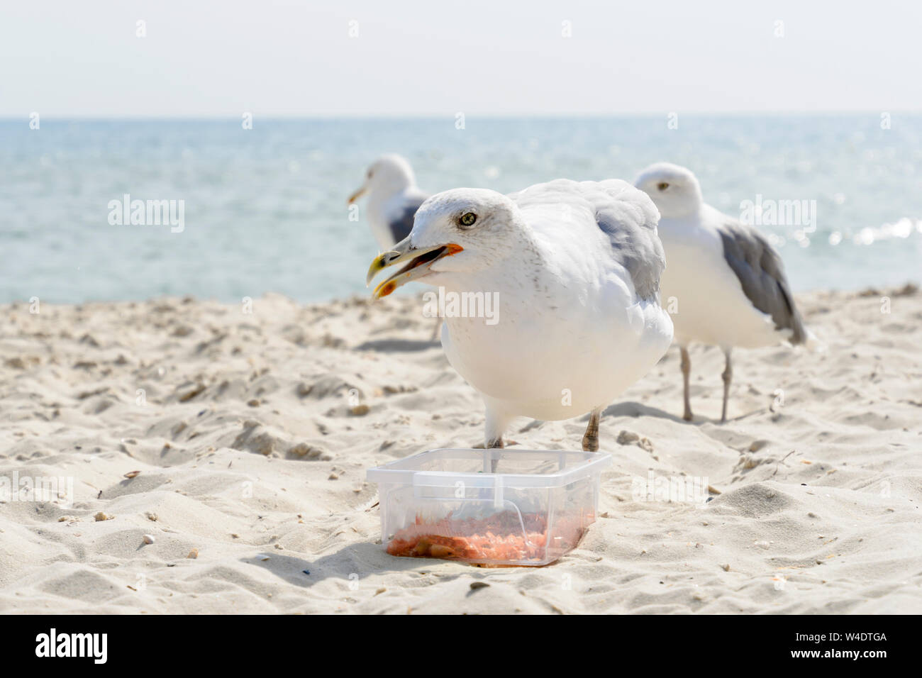 A seagull stealing food on the sea beach Stock Photo - Alamy