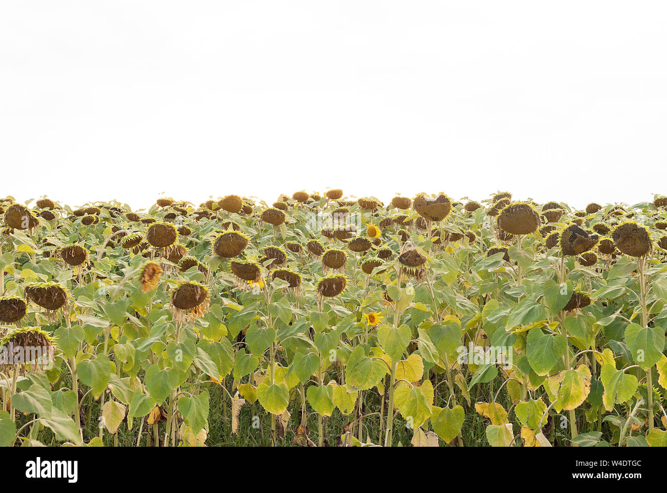 Droopy flower stem hi-res stock photography and images - Alamy