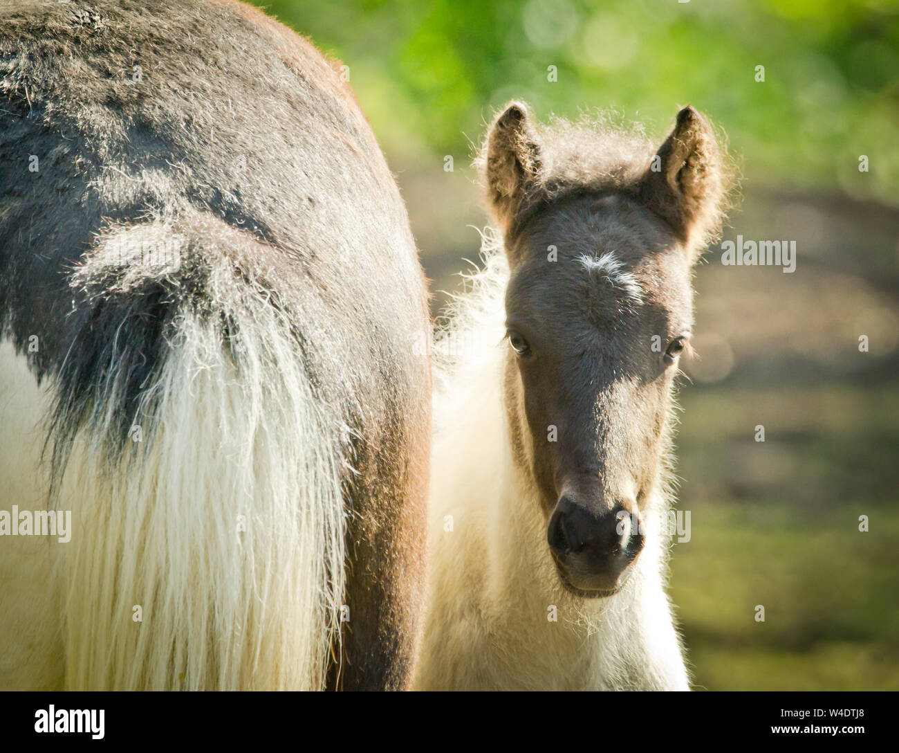 A beautiful newborn foal is looking directly into the camera. It`s ...