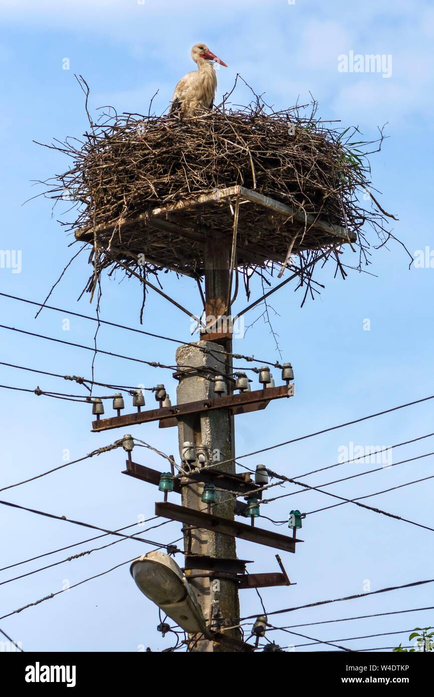 Nesting bird on telegraph pole hi-res stock photography and images - Alamy