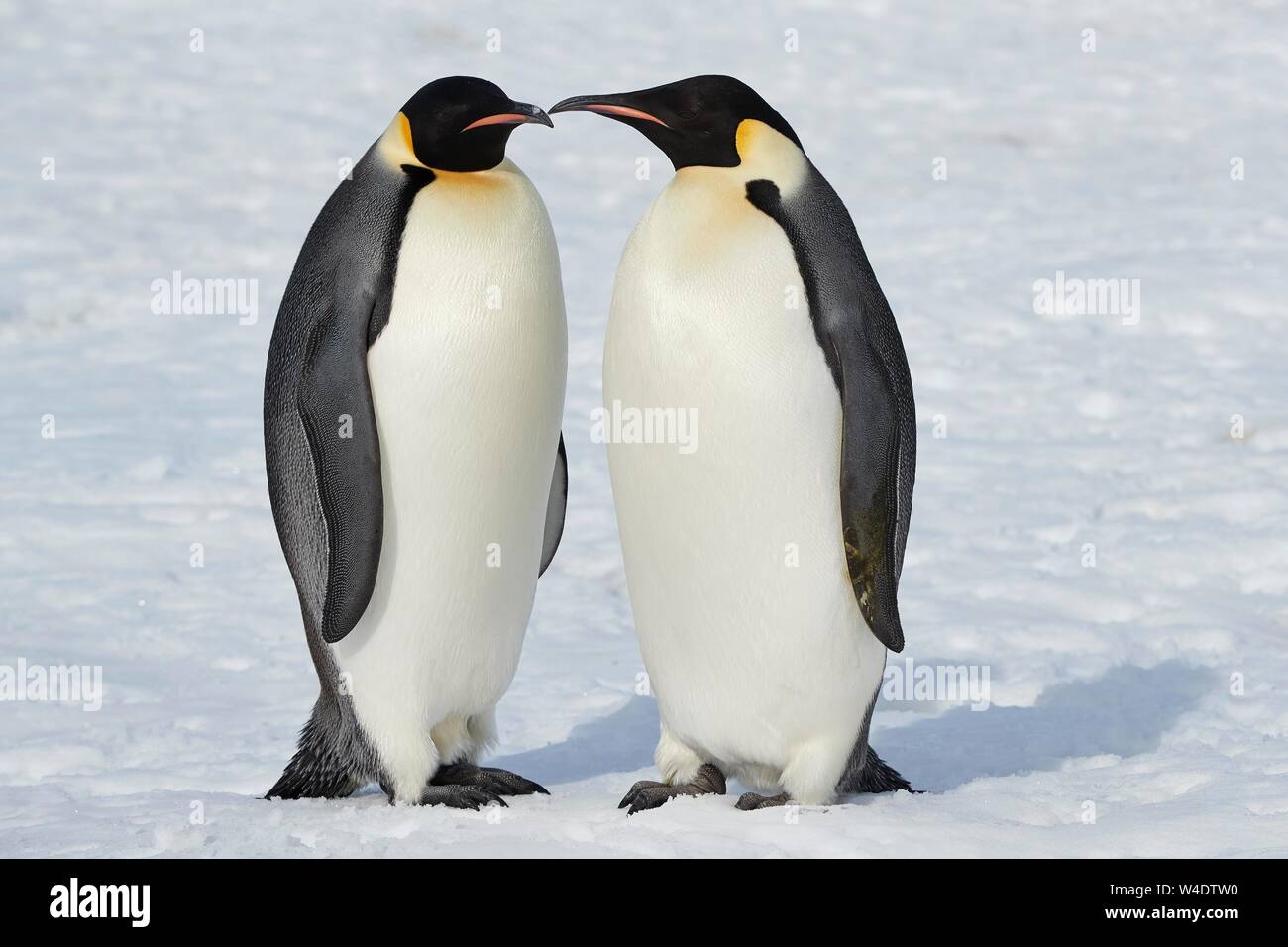 Male and female emperor penguins hi-res stock photography and images ...