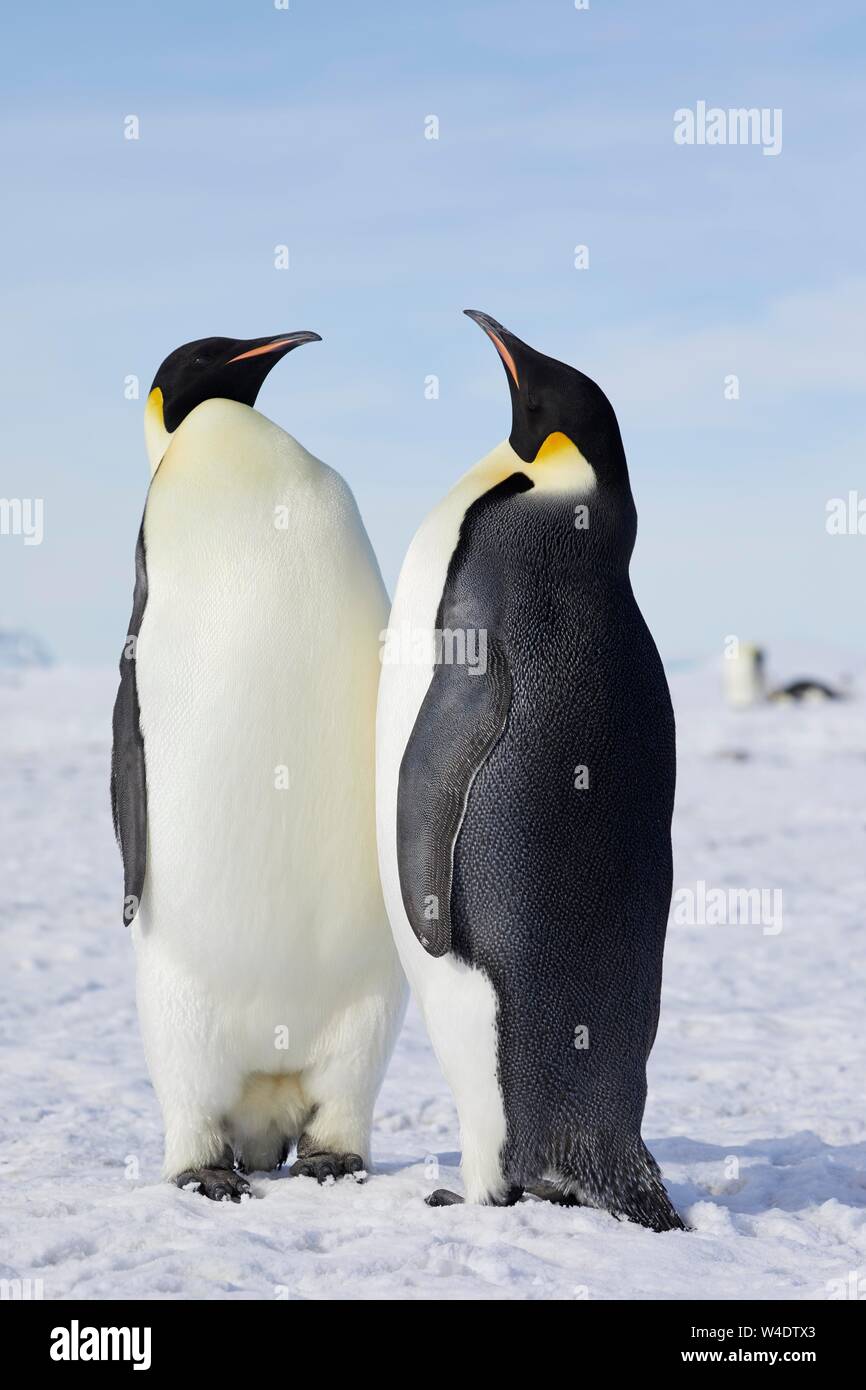 Male and female emperor penguins hi-res stock photography and images ...
