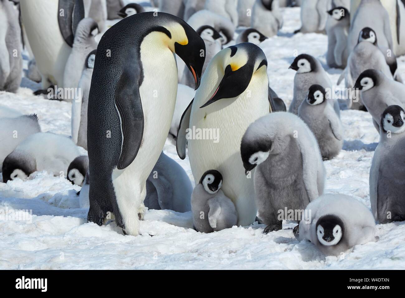 Emperor penguins (Aptenodytes forsteri), Penguin colony, animal pair ...