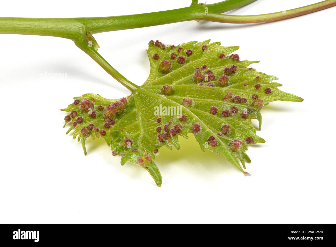 Grape phylloxera (Daktulosphaira vitifoliae) on the vine leaves. High ...