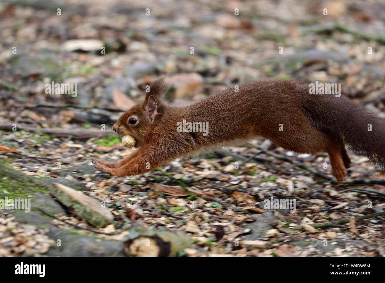 Close up of a red squirrel (sciurus vulgaris) running with a nut in it ...