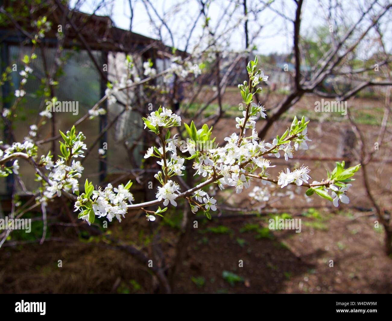 Blooming plummon trees with pink flowers over colorful fence. Apple ...