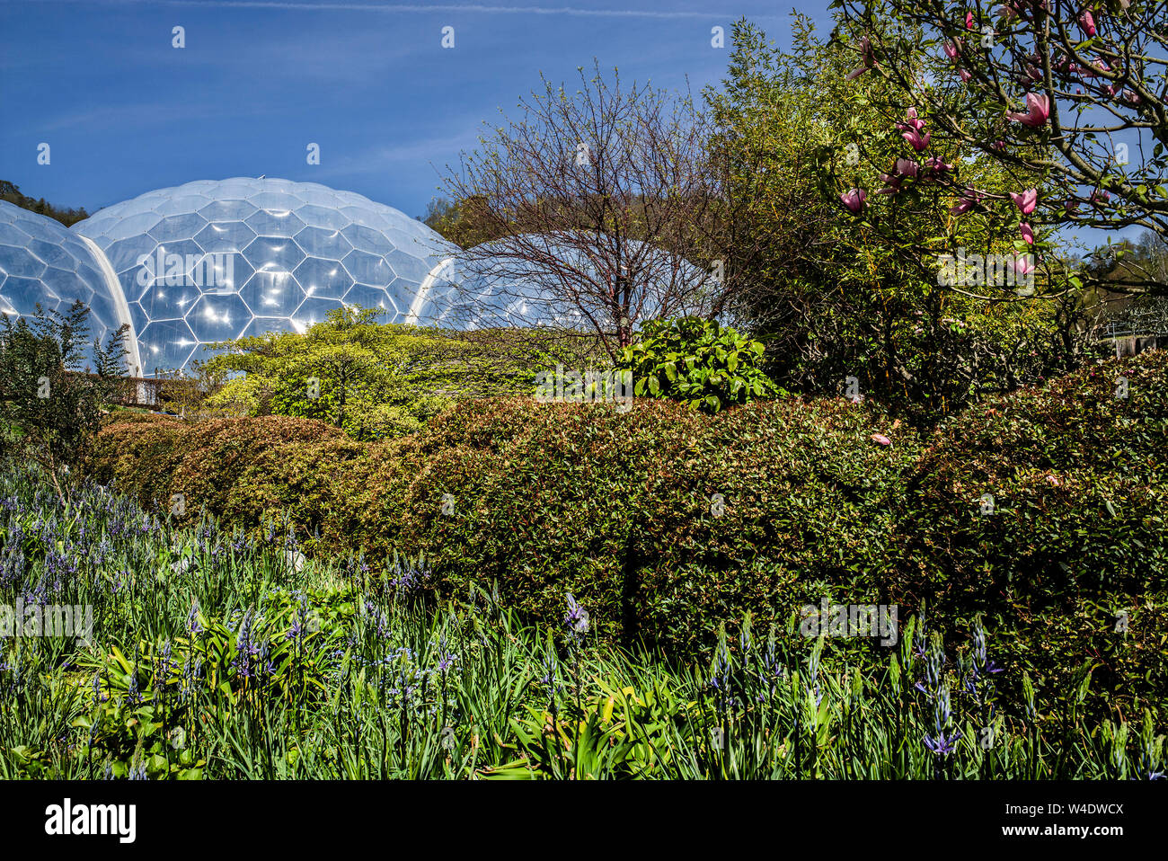 The Eden project Biodomes ,Cornwall Stock Photo - Alamy