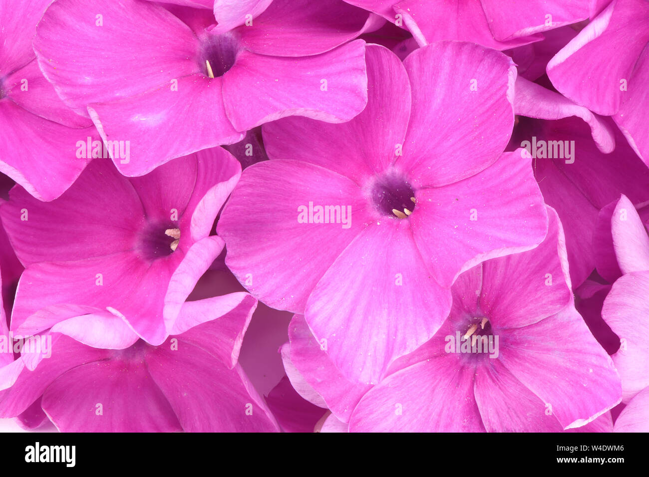 Close up violet flower of phlox (Phlox douglasii) plant. High ...