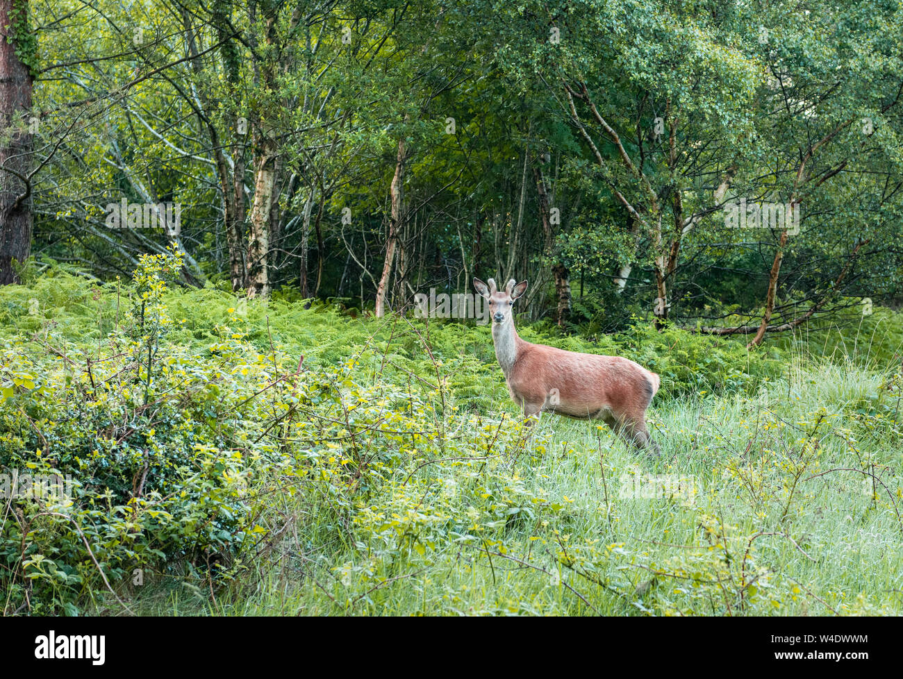 Red deer, Woodland, Glenveagh National Park, Donegal, Ireland Stock ...