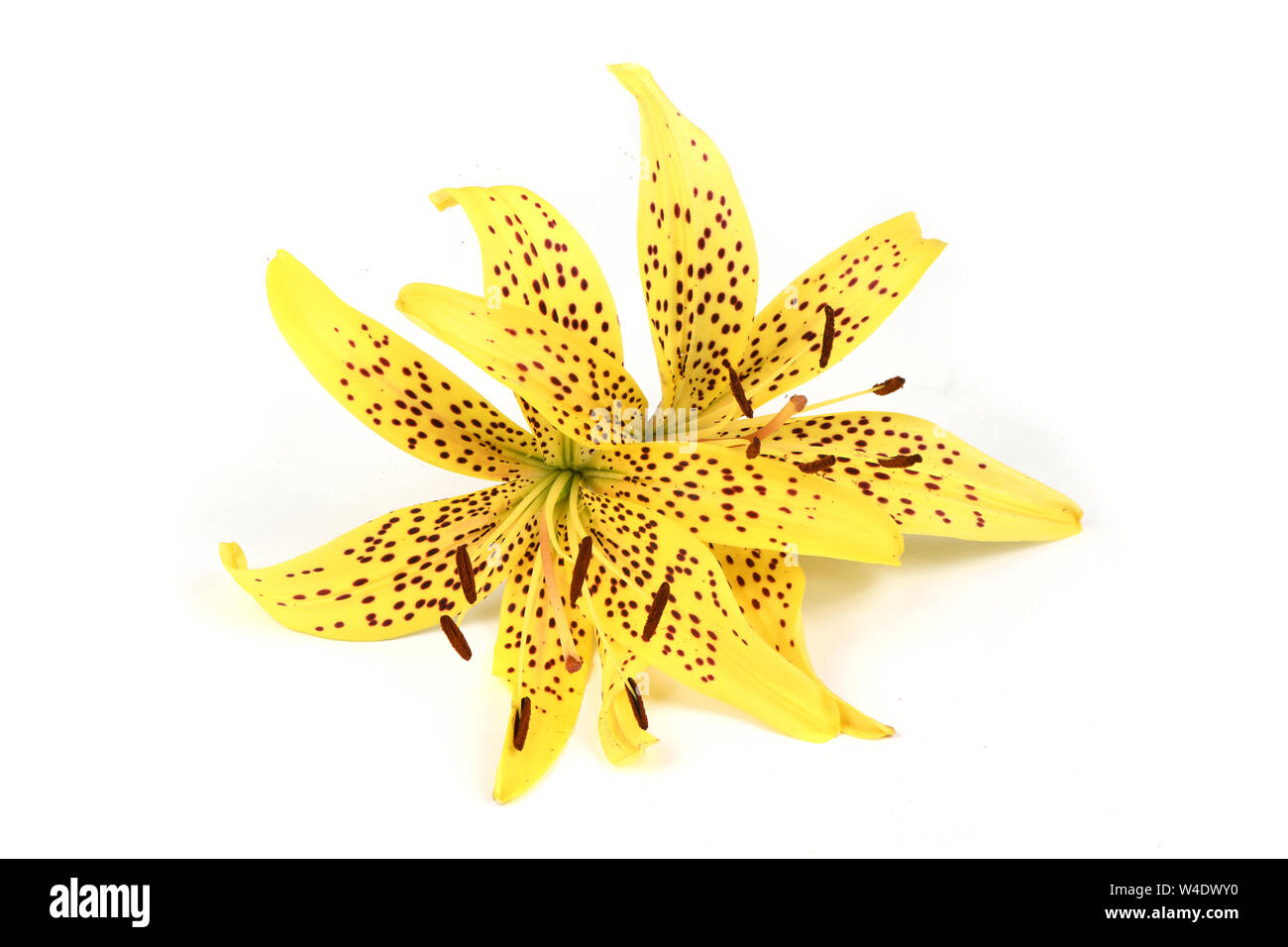 Beautiful yellow lily flower (Lilium hansonii) isolated on white ...