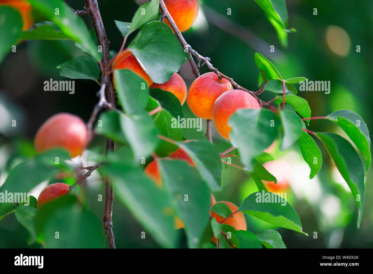 Apricot tree hi-res stock photography and images - Alamy