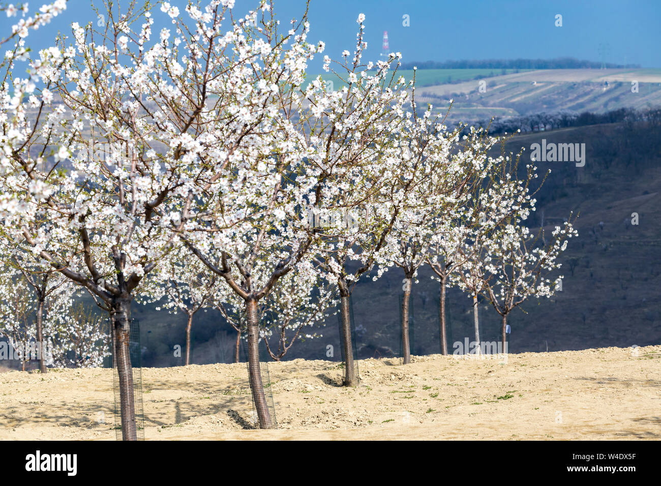 Almond tree orchard in Hustopece, South Moravia, Czech Republic Stock ...