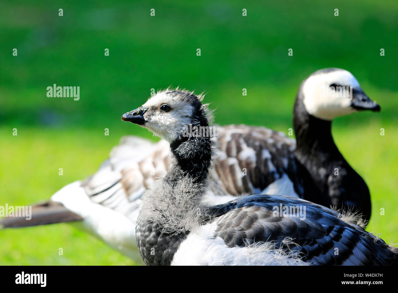 Two goose in black background hi-res stock photography and images - Alamy
