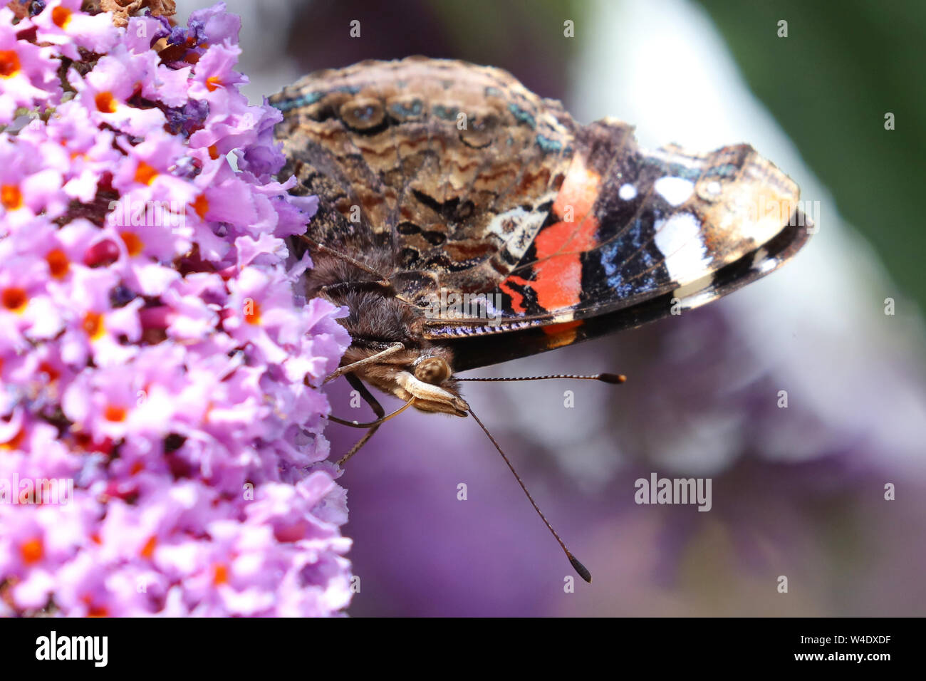 Pretty buddleia bush hi-res stock photography and images - Alamy