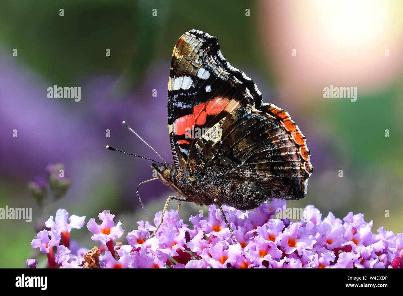 Pretty buddleia bush hi-res stock photography and images - Alamy