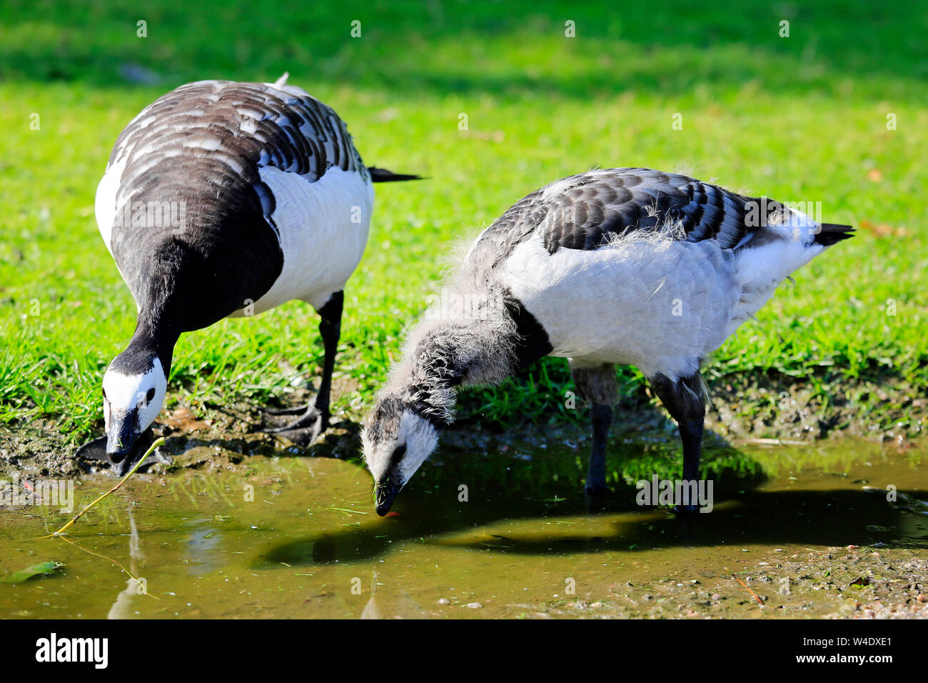 Two Barnacle geese, Branta leucopsis, adult bird and gosling, drinking ...