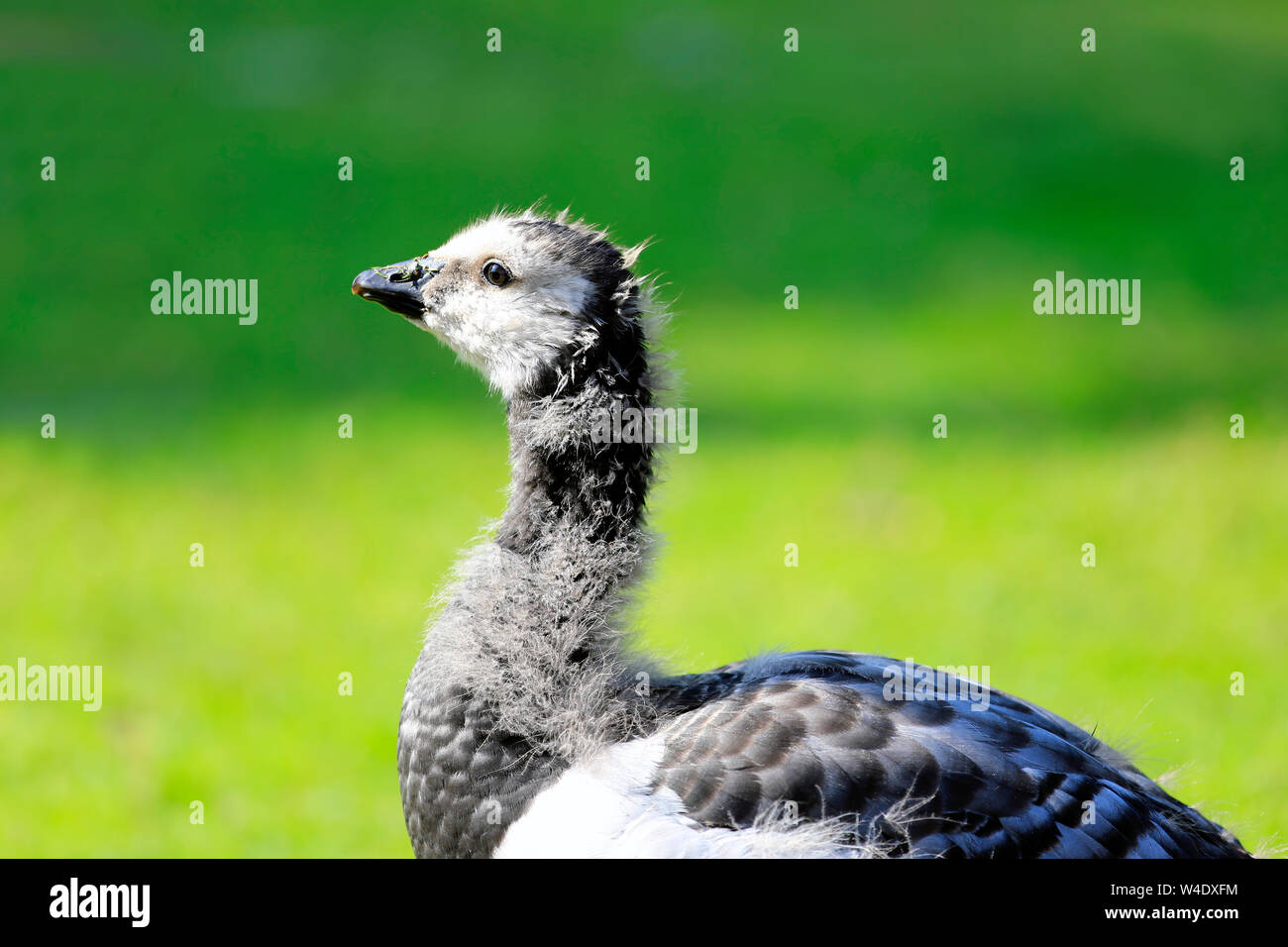 Young barnacle goose hi-res stock photography and images - Alamy