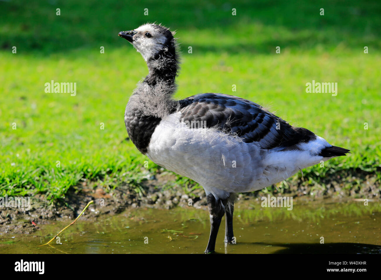 Baby duck puddle hi-res stock photography and images - Alamy