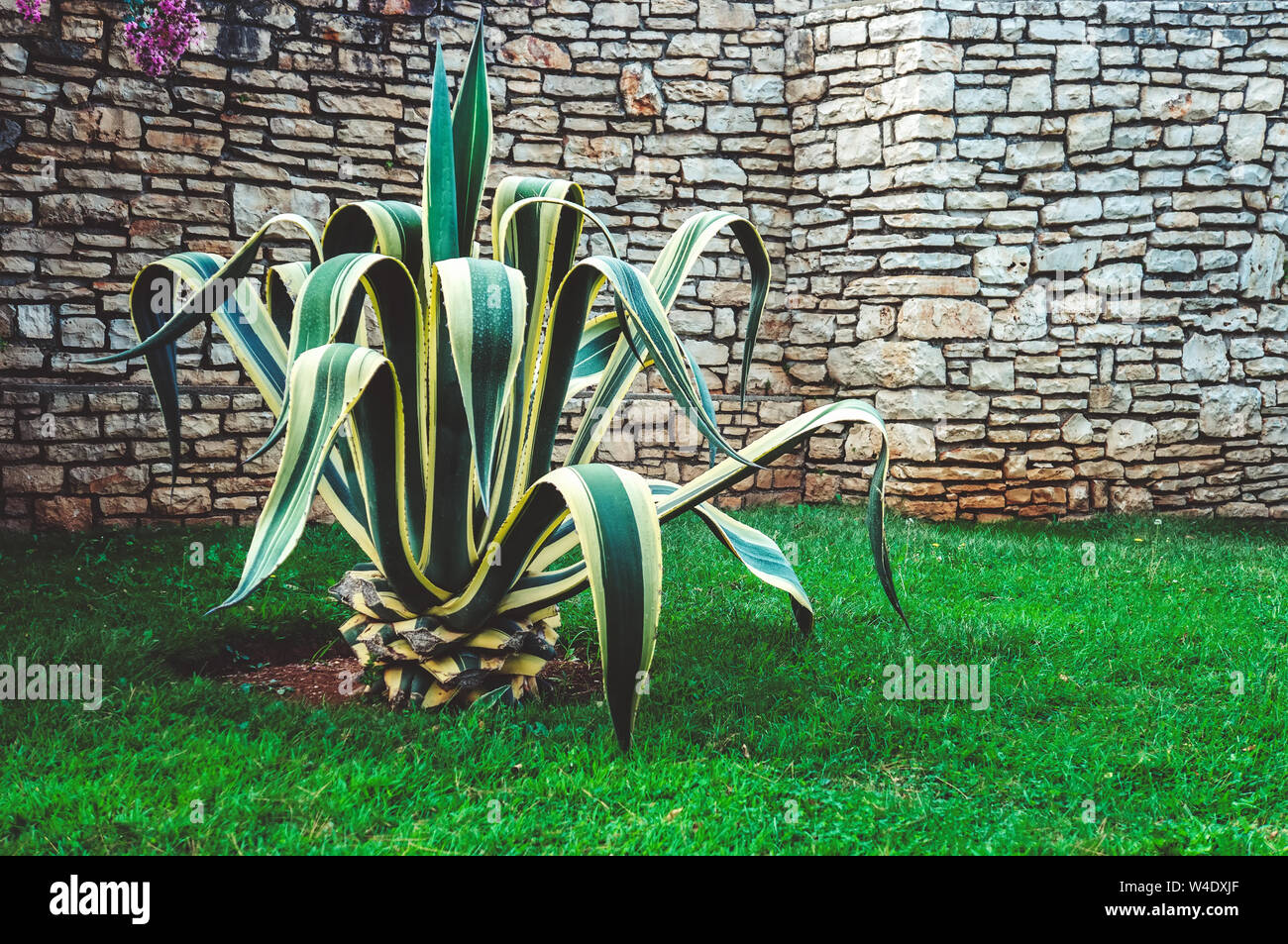 Agave tree grows on the lawn next to the stone textured wall. Copy ...