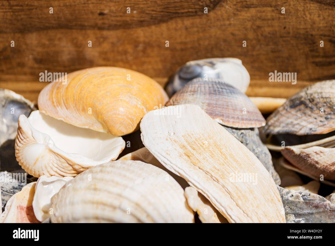 Cup with shell shells for summer decoration. A fresh breeze from the ...