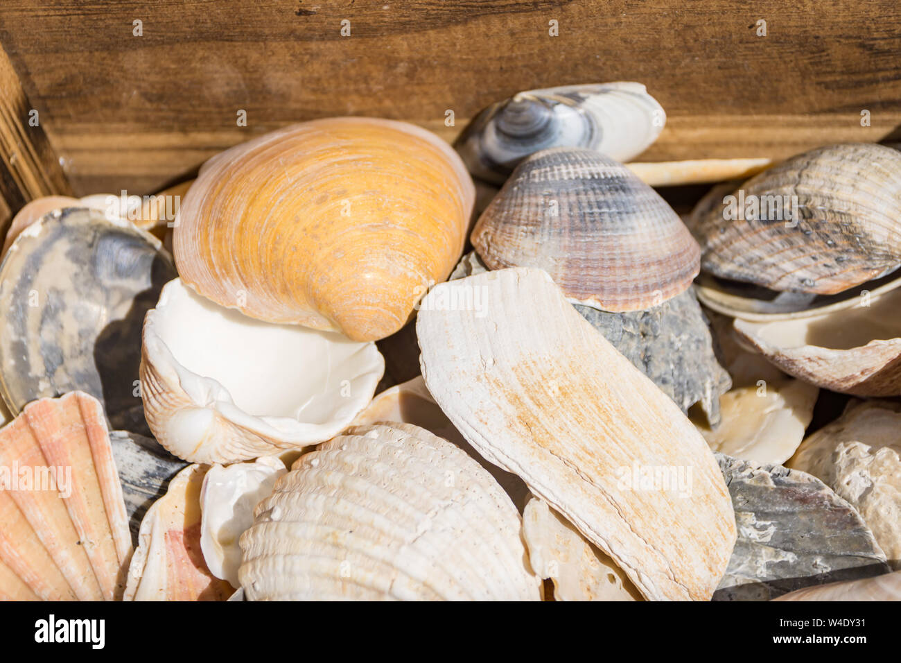 Edible atlantic shell hi-res stock photography and images - Alamy