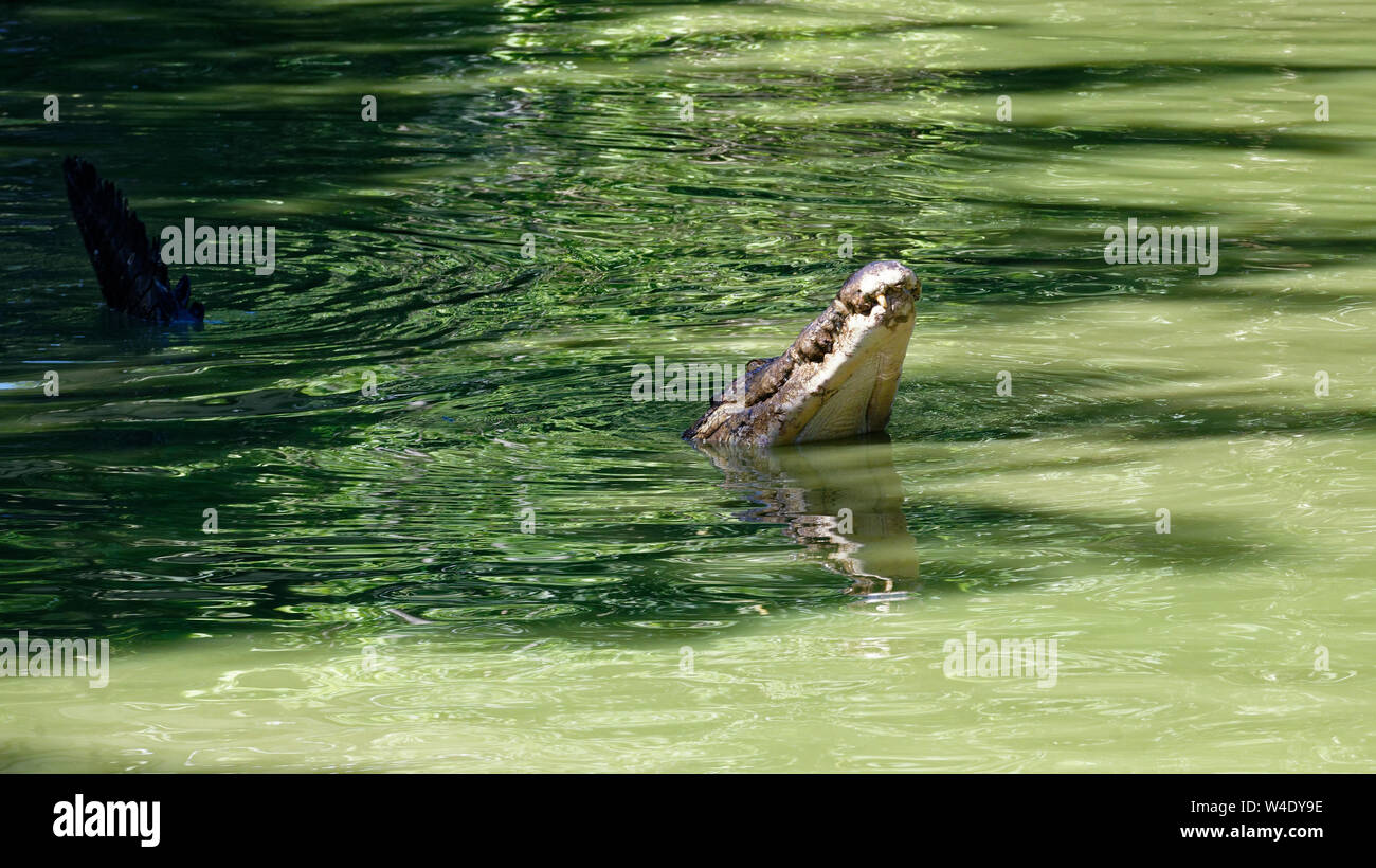 The snout of a salt water crocodile protruding from green water ...