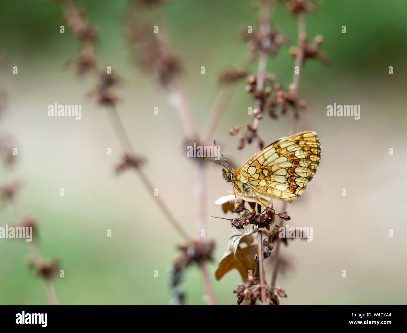 Melitaea nevadensis hi-res stock photography and images - Alamy