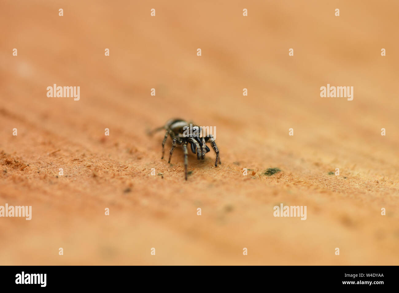 Jumping Spider (Salticus scenicus) on wood background. High resolution ...