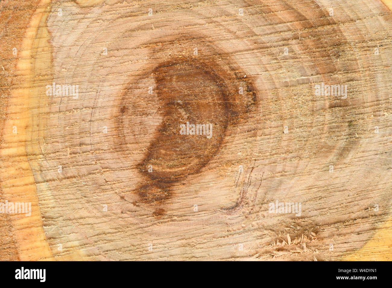 Top view of the surface of the fresh stump with annual rings closeup ...