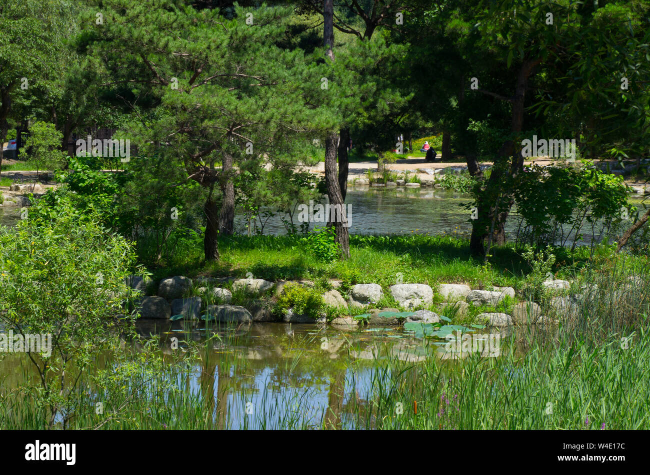 small pond with trees Stock Photo - Alamy