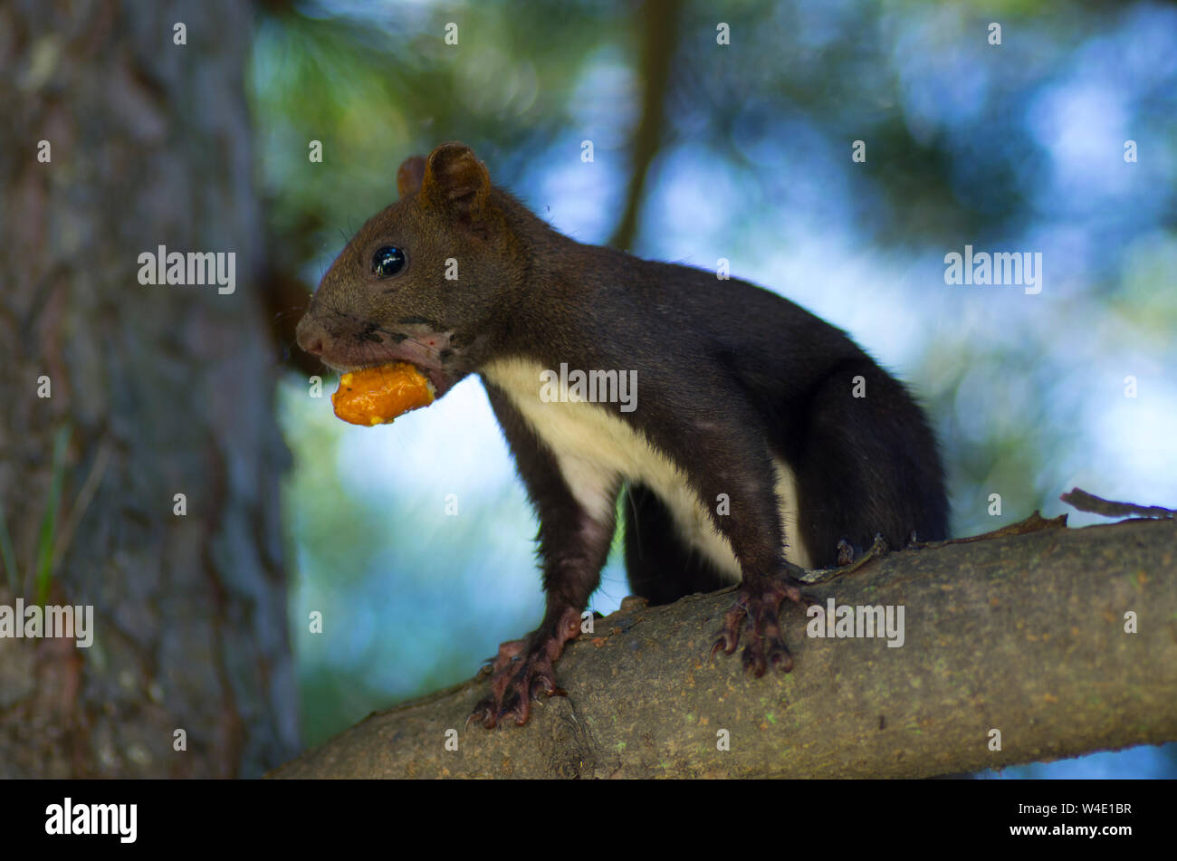 squirrel eating snack on tree Stock Photo - Alamy