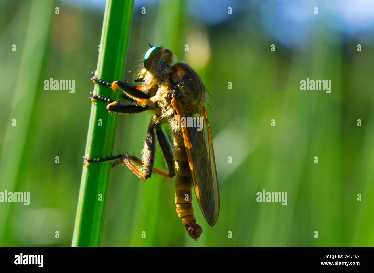 insect - bee killer Stock Photo - Alamy