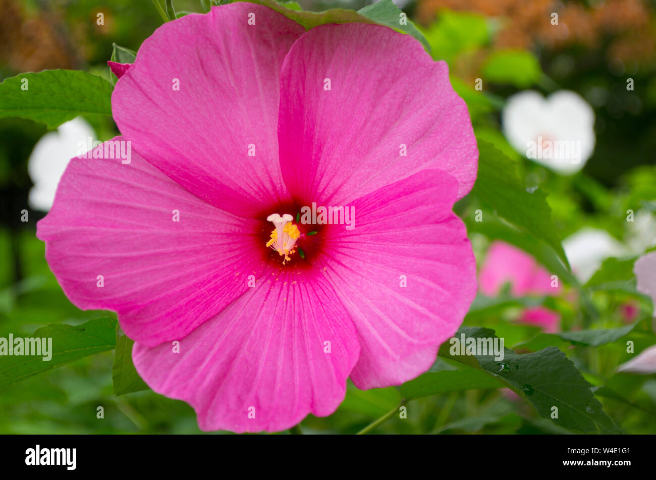 pink flower, rose of sharon Stock Photo - Alamy