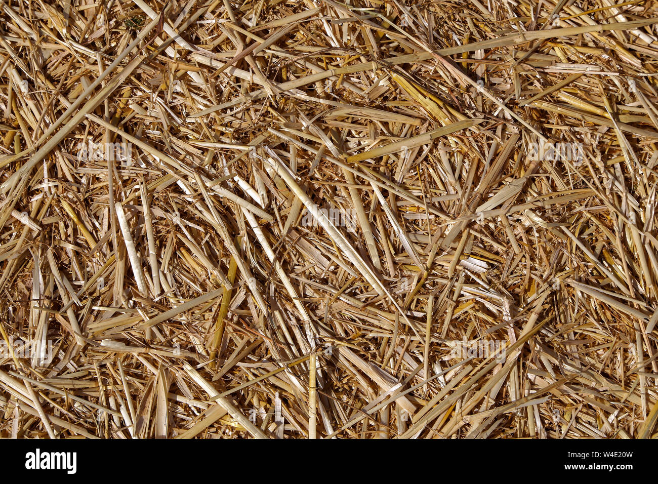 Yellow dry straw background texture. The Straw texture Stock Photo - Alamy
