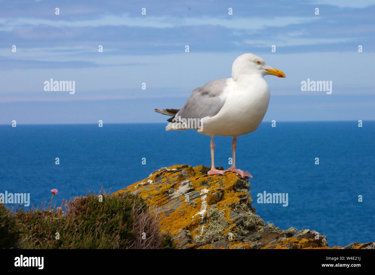 British seagull hi-res stock photography and images - Alamy
