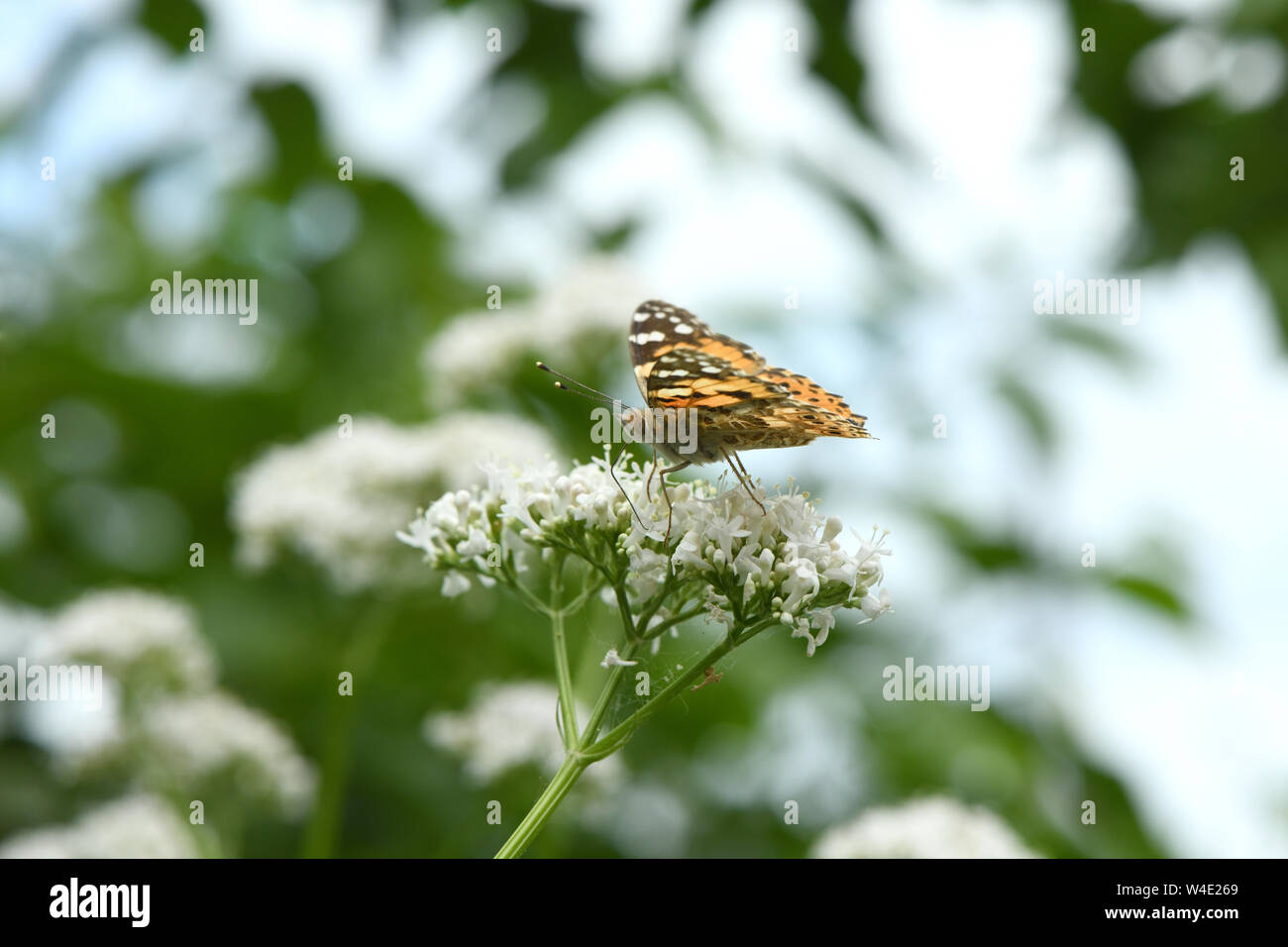 Beautiful painted lady (Vanessa cardui) pollinating at bright valerian ...