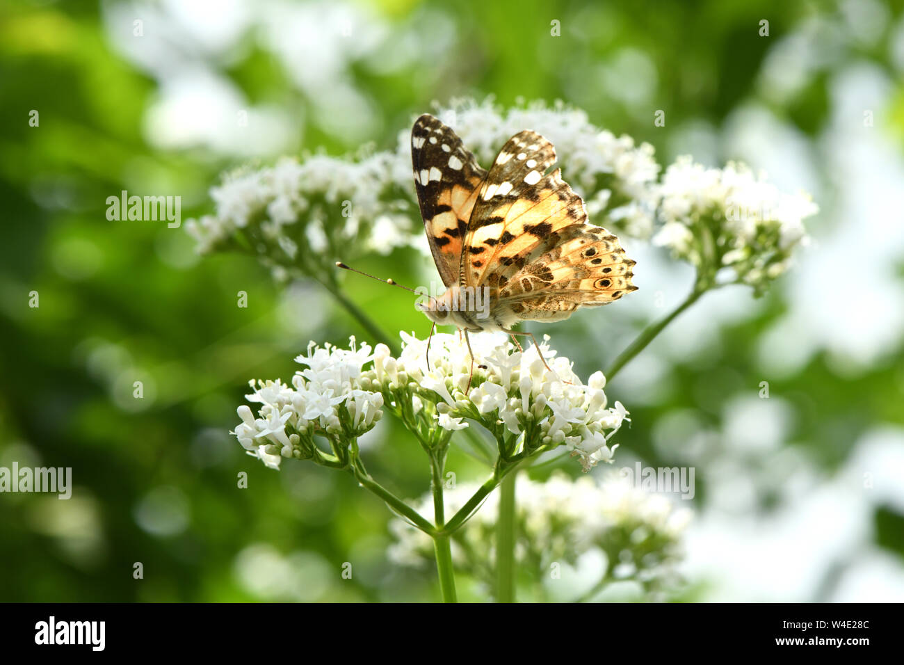 American lady caterpillar hi-res stock photography and images - Alamy