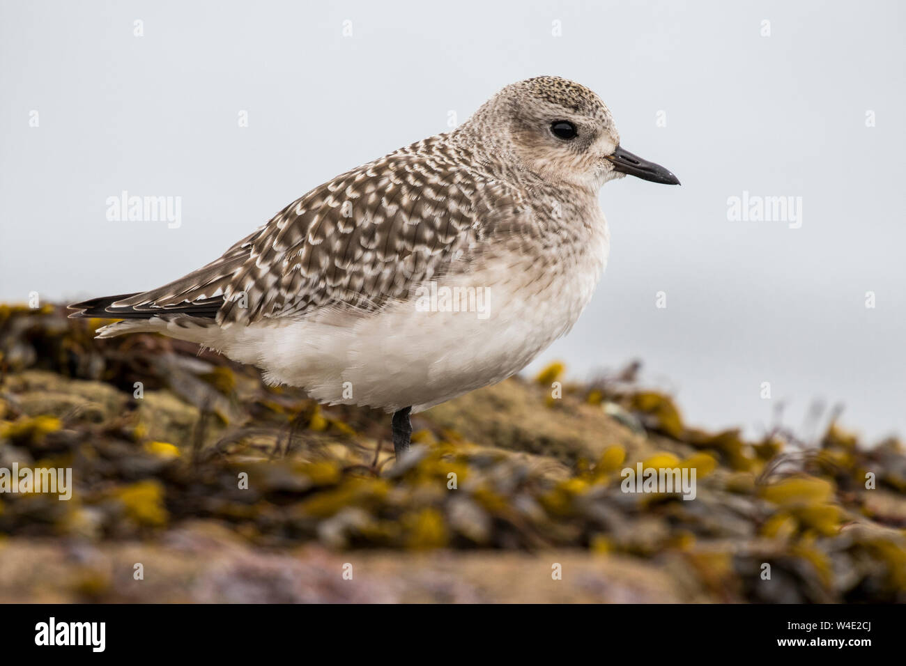 Plover Grey Color